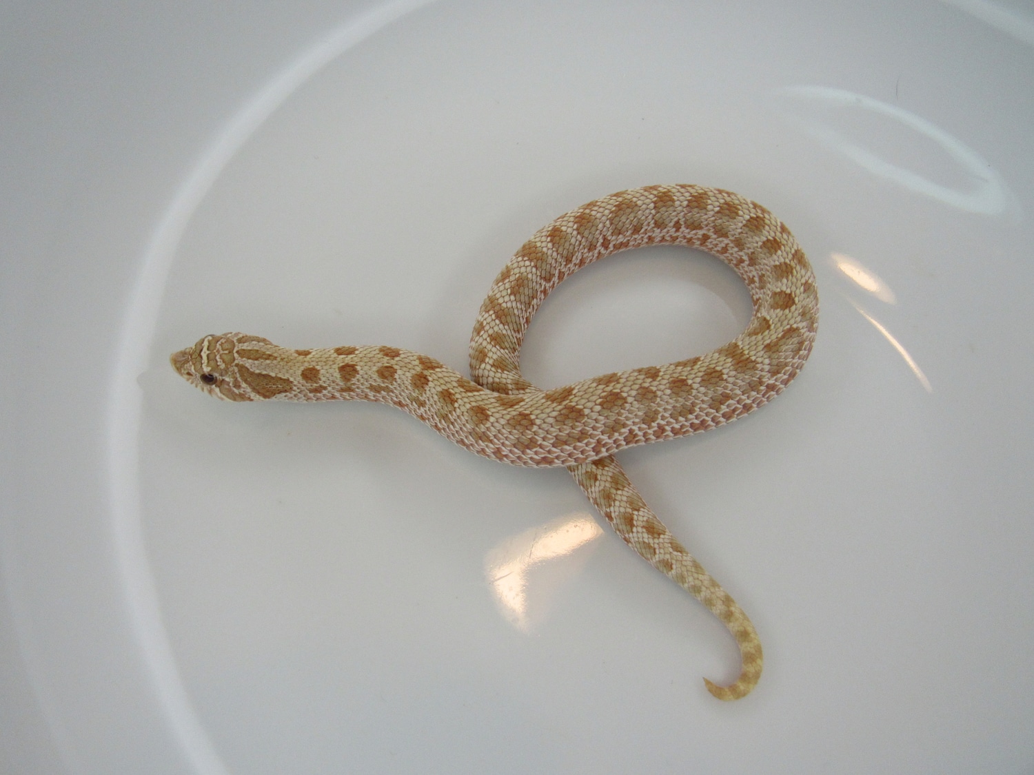 Caramel Conda Het Evans Hypo Western Hognose by J&C Hognoses, LLC ...