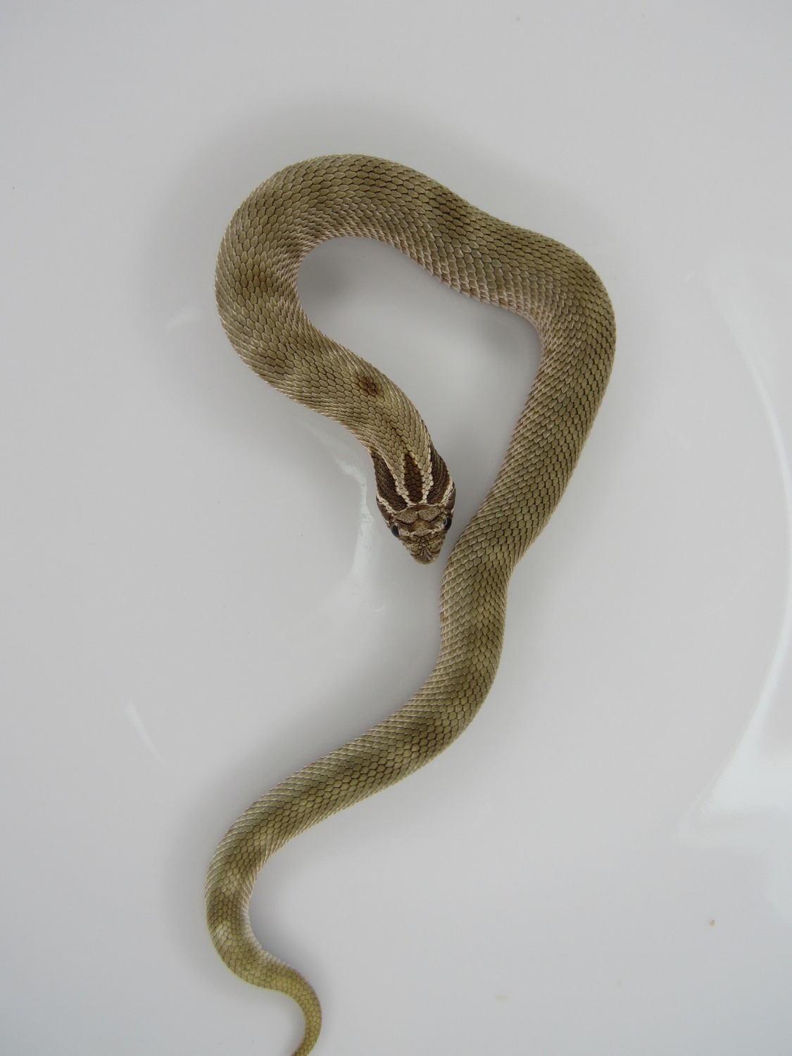 Conda DH Coral Western Hognose by J&C Hognoses, LLC - MorphMarket