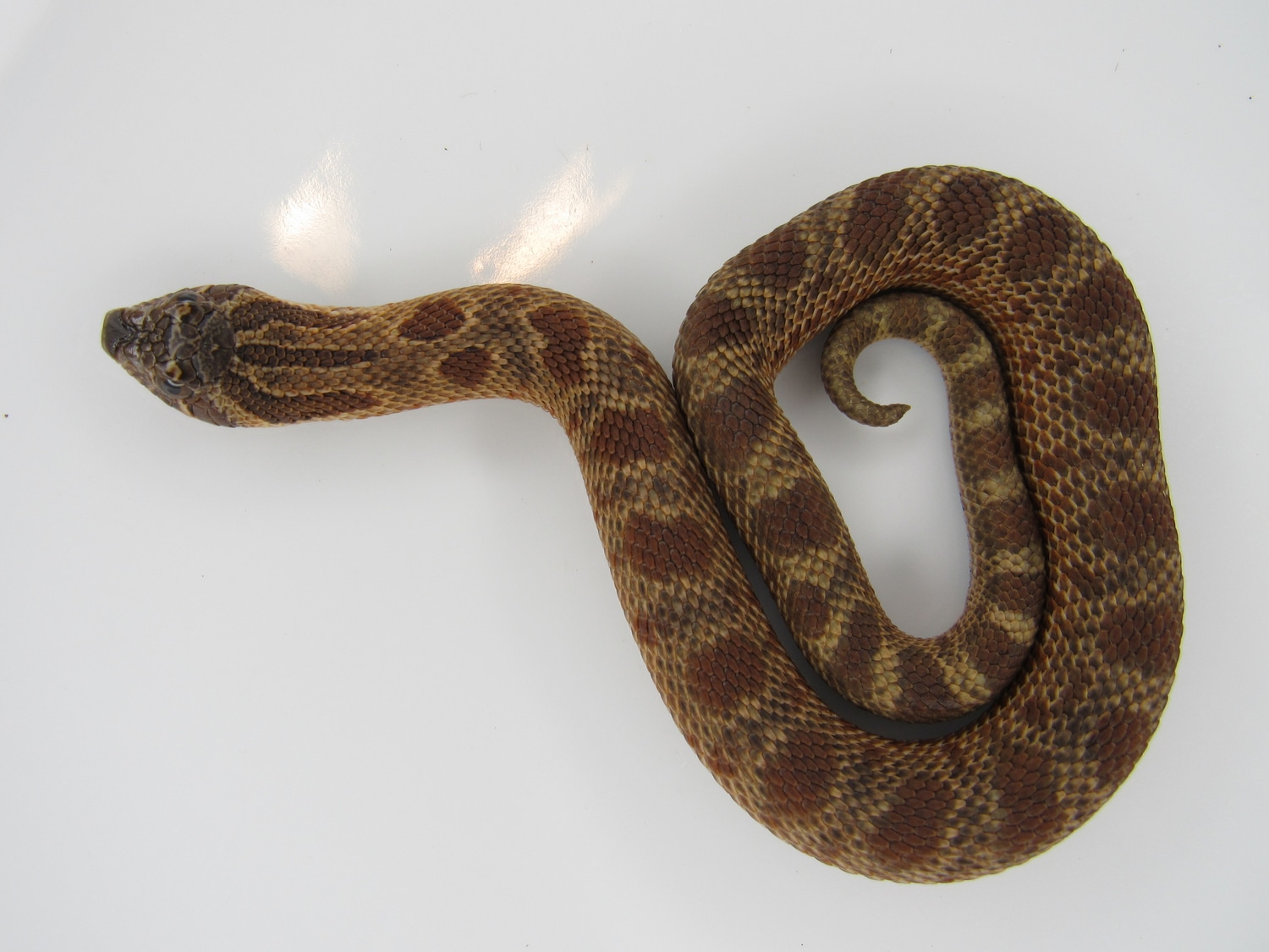 Arctic Sable Conda (BBC) 66% Het Albino Western Hognose by J&C Hognoses ...