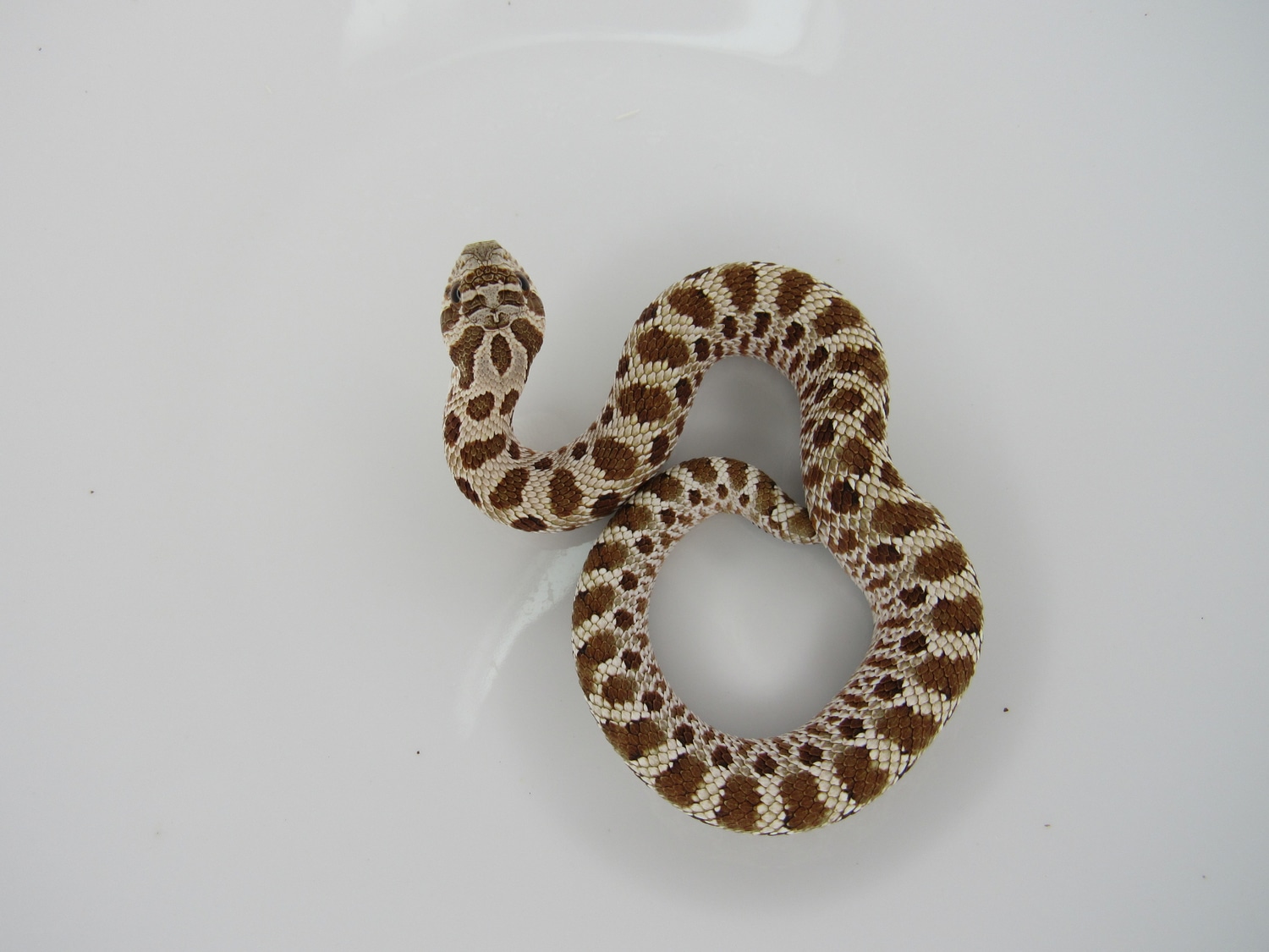 Arctic Het Sable 66% Het Albino Western Hognose by J&C Hognoses, LLC ...