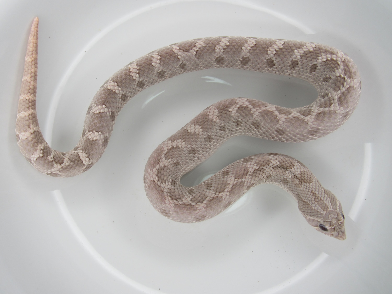 Lavender Western Hognose by J&C Hognoses, LLC - MorphMarket
