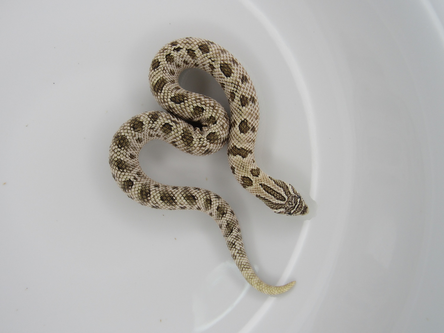 Arctic Conda Western Hognose by J&C Hognoses, LLC - MorphMarket