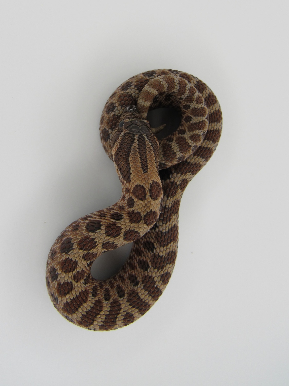 Sable Het Albino (Sunburst) Western Hognose by J&C Hognoses, LLC - MorphMarket