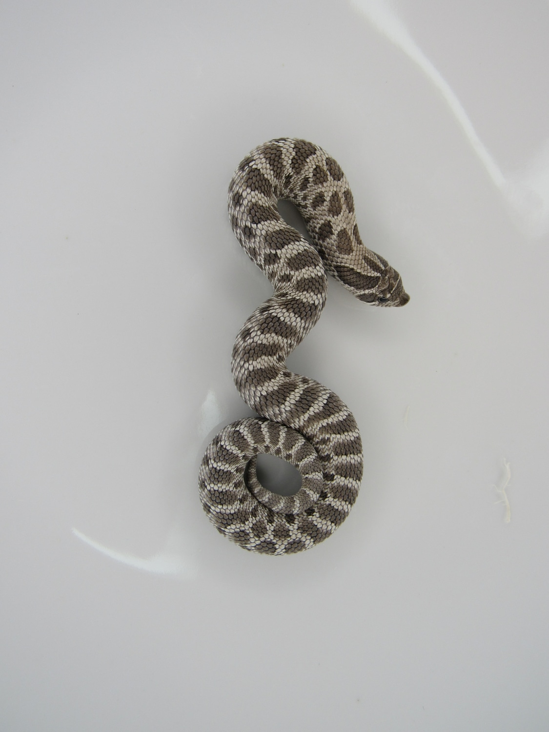 Axanthic Het Albino (Snow) Western Hognose by J&C Hognoses, LLC ...