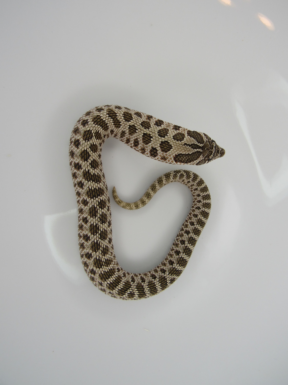Arctic TH Alb/Tof/Sable Western Hognose by J&C Hognoses, LLC - MorphMarket