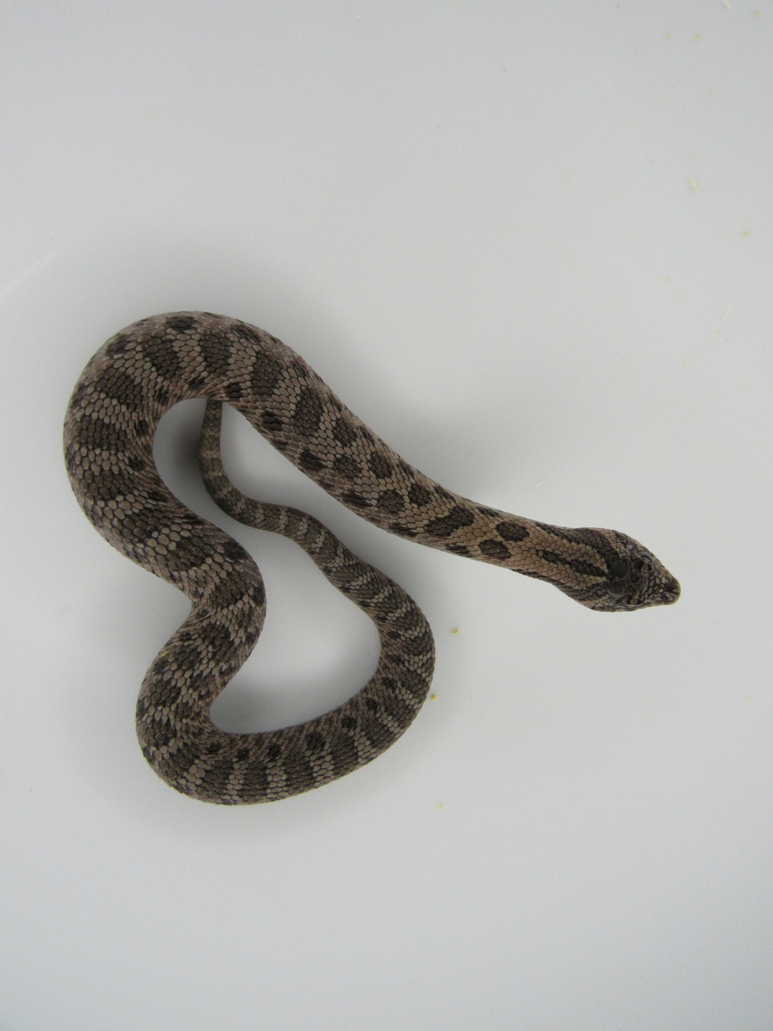 Arctic Sable Het Toffee Belly Western Hognose by J&C Hognoses, LLC ...