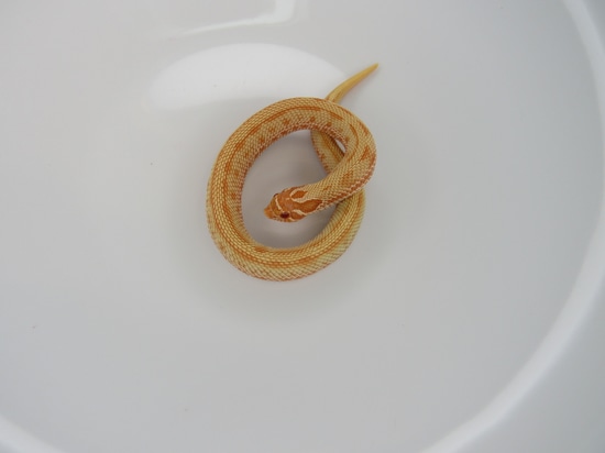 Albino Conda Reverse Stripe Western Hognose by J&C Hognoses, LLC
