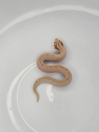 Toffee Conda Het Axanthic Western Hognose by J&C Hognoses, LLC