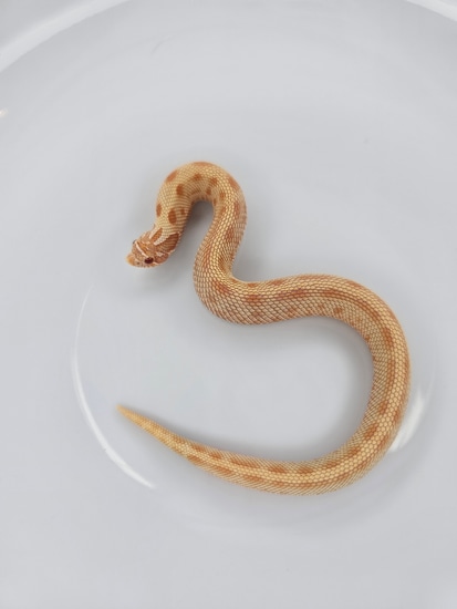 Albino Purple Line Conda Reverse Stripe Western Hognose by J&C Hognoses ...