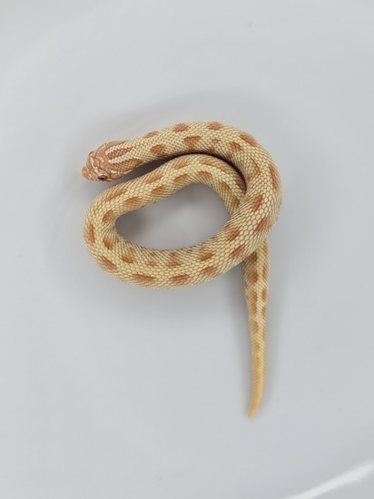 Albino Purple Line Conda Reverse Stripe Western Hognose by J&C Hognoses ...
