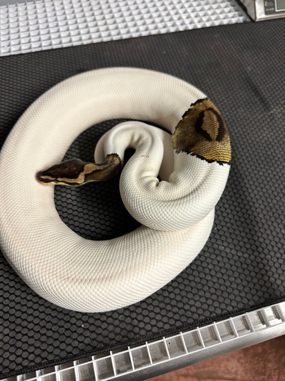0.1 Pied 100% Het Lavender High White Ball Python by Rack city reptiles