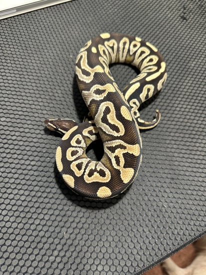 0.1 Mystic Cinnamon Ball Python by Rack city reptiles