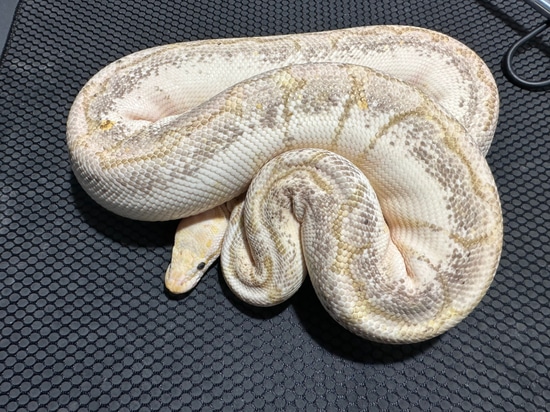 1.0 Bamboo Spinner Blast RTB Proven Ball Python by Rack city reptiles