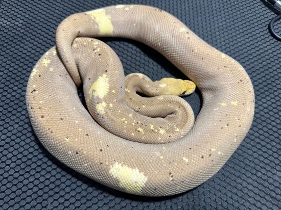 1.0 Super Pewter Banana Ball Python by Rack city reptiles