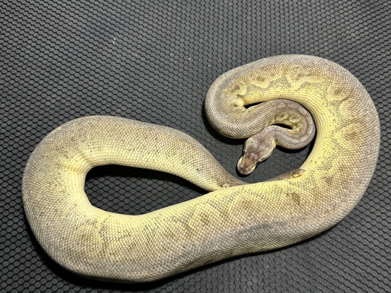0.1 Sterling RTB Ball Python by Rack city reptiles