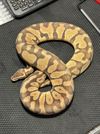 0.1 Super Pastel Enchi RTB Ball Python by Rack city reptiles