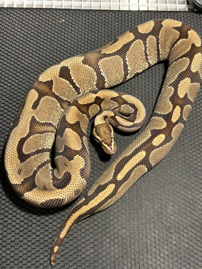 0.1 Fire 03 Ball Python by Rack city reptiles
