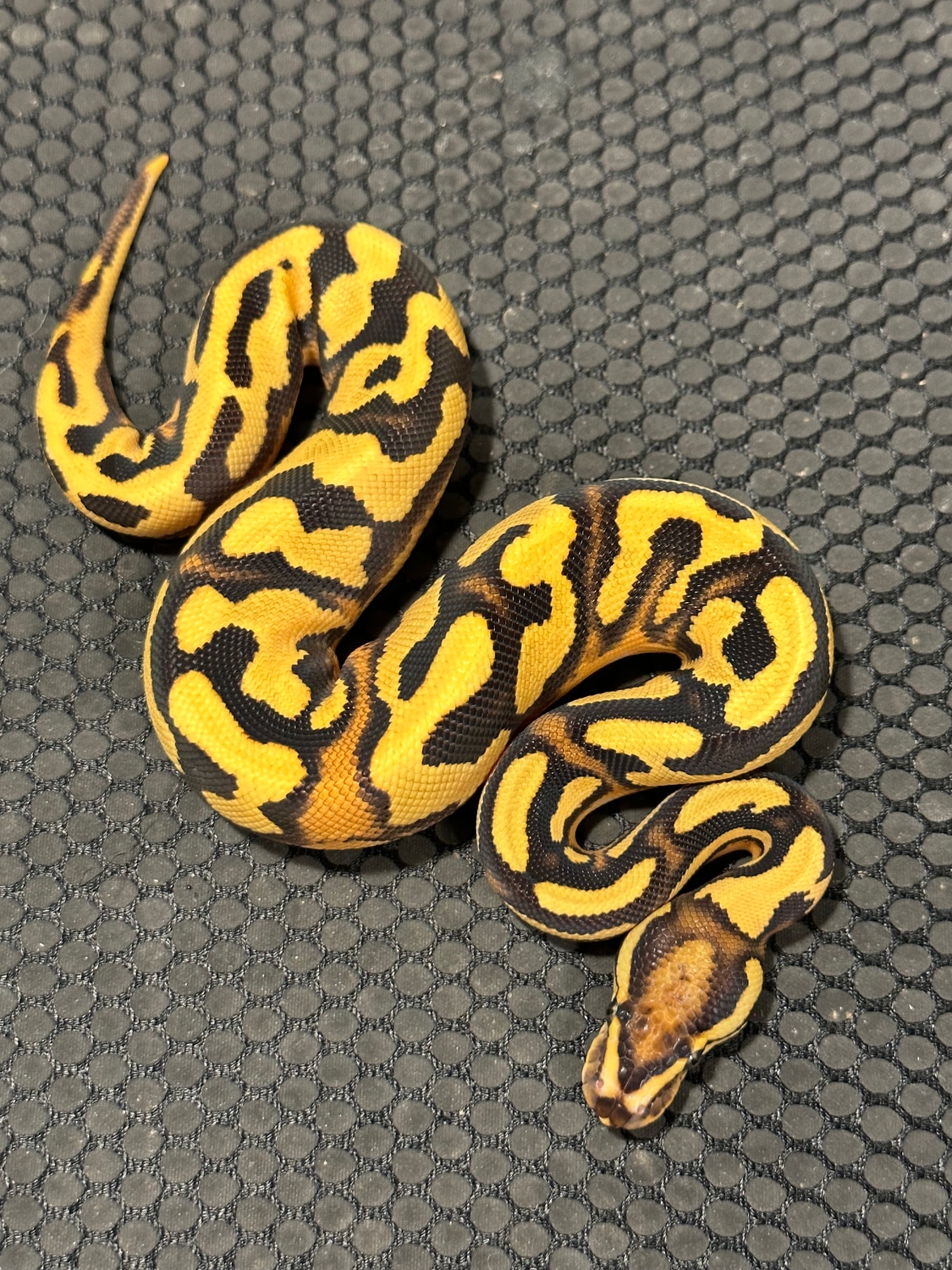 0.1 High Intensity Orange Dream Fire Yellowbelly 02 Ball Python by Rack city reptiles - MorphMarket