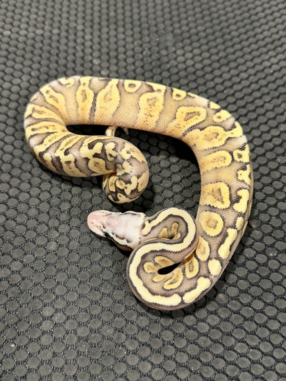 0.1 Super Citrus Pastel Ghi Fire Ball Python by Rack city reptiles