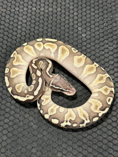 0.1 Ghi Butter Ball Python by Rack city reptiles