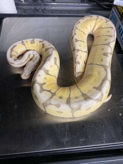 Killer Queen Bee Ball Python by Zep’s pythons