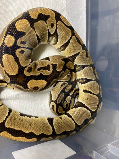 Normal Het Clown Ball Python by Zep’s pythons