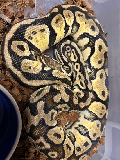 Pastel Congo Sapphire Ball Python by Zep’s pythons