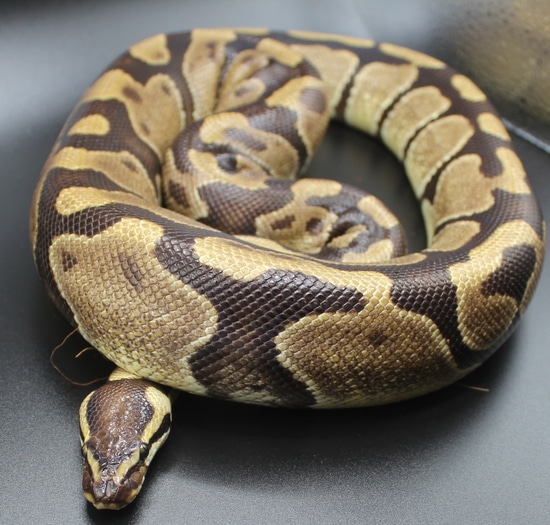 Normal Ball Python by Zep’s pythons