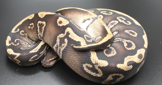 GHI Leopard Het Pied Ball Python by Zep’s pythons