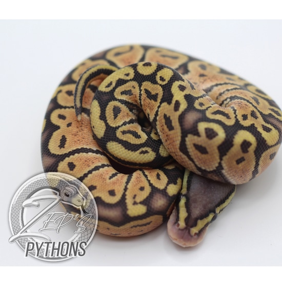 Pastel Hypo Het Orange Ghost Ball Python by Zep’s pythons