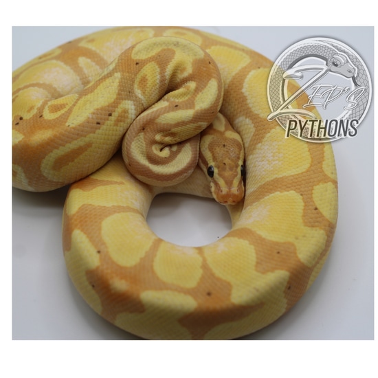 Banana Pastel Yellow Belly Ball Python by Zep’s pythons
