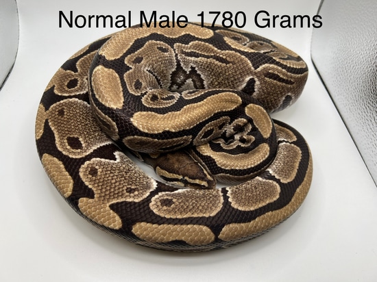 Large Normal Ball Python by Zep’s pythons