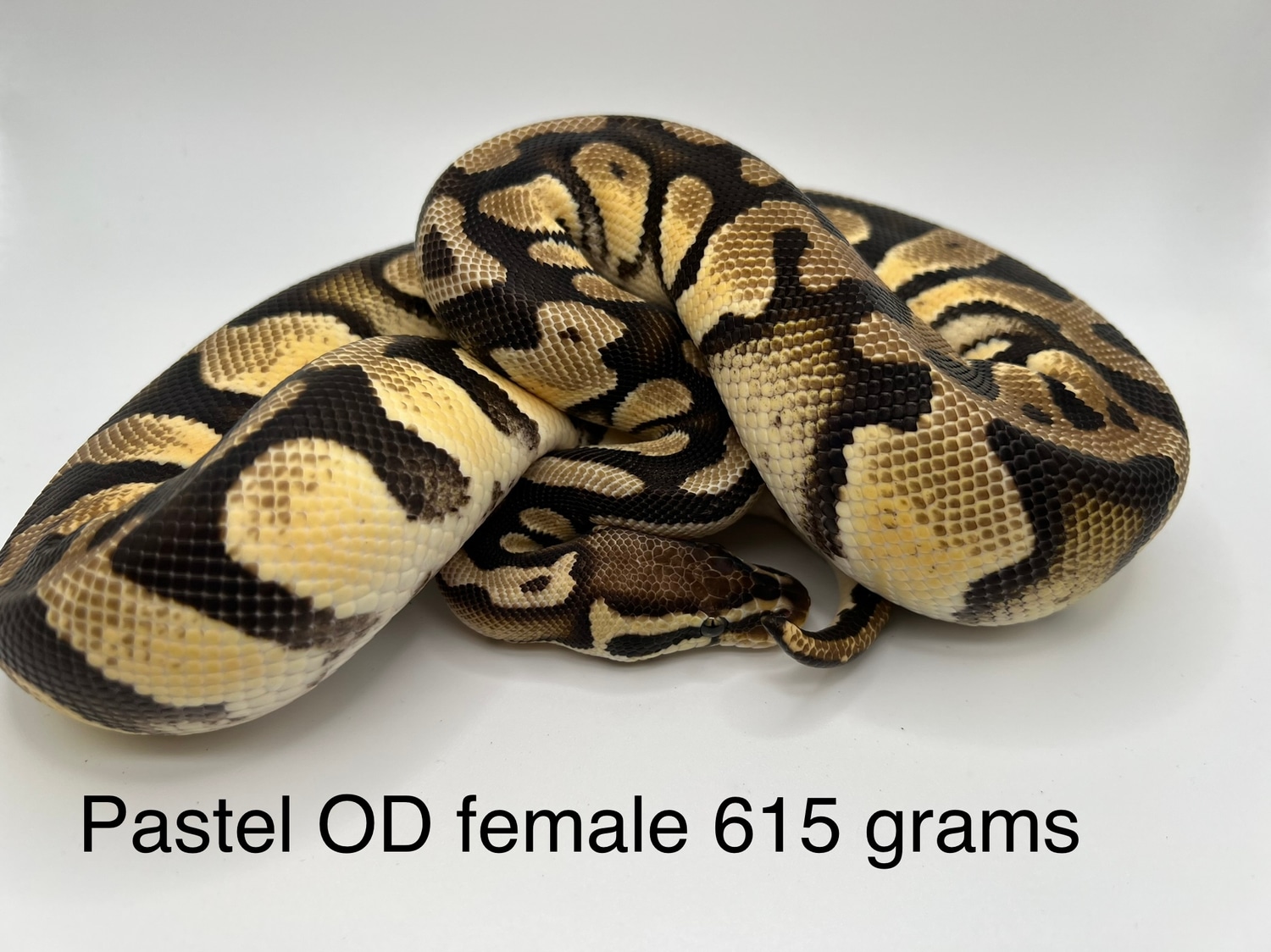 Pastel OD Ball Python by Zep’s pythons - MorphMarket