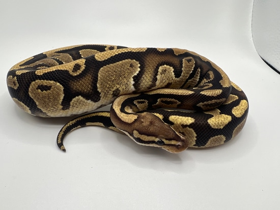 Phantom Nanny Het Pied Ball Python by Zep’s pythons
