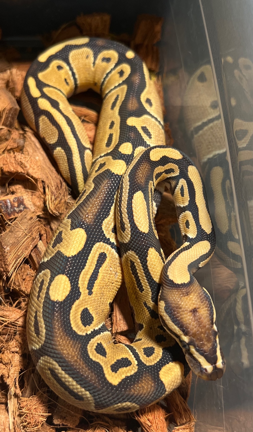 Triple Het Albino Clown Pied Ball Python by Zep’s pythons - MorphMarket