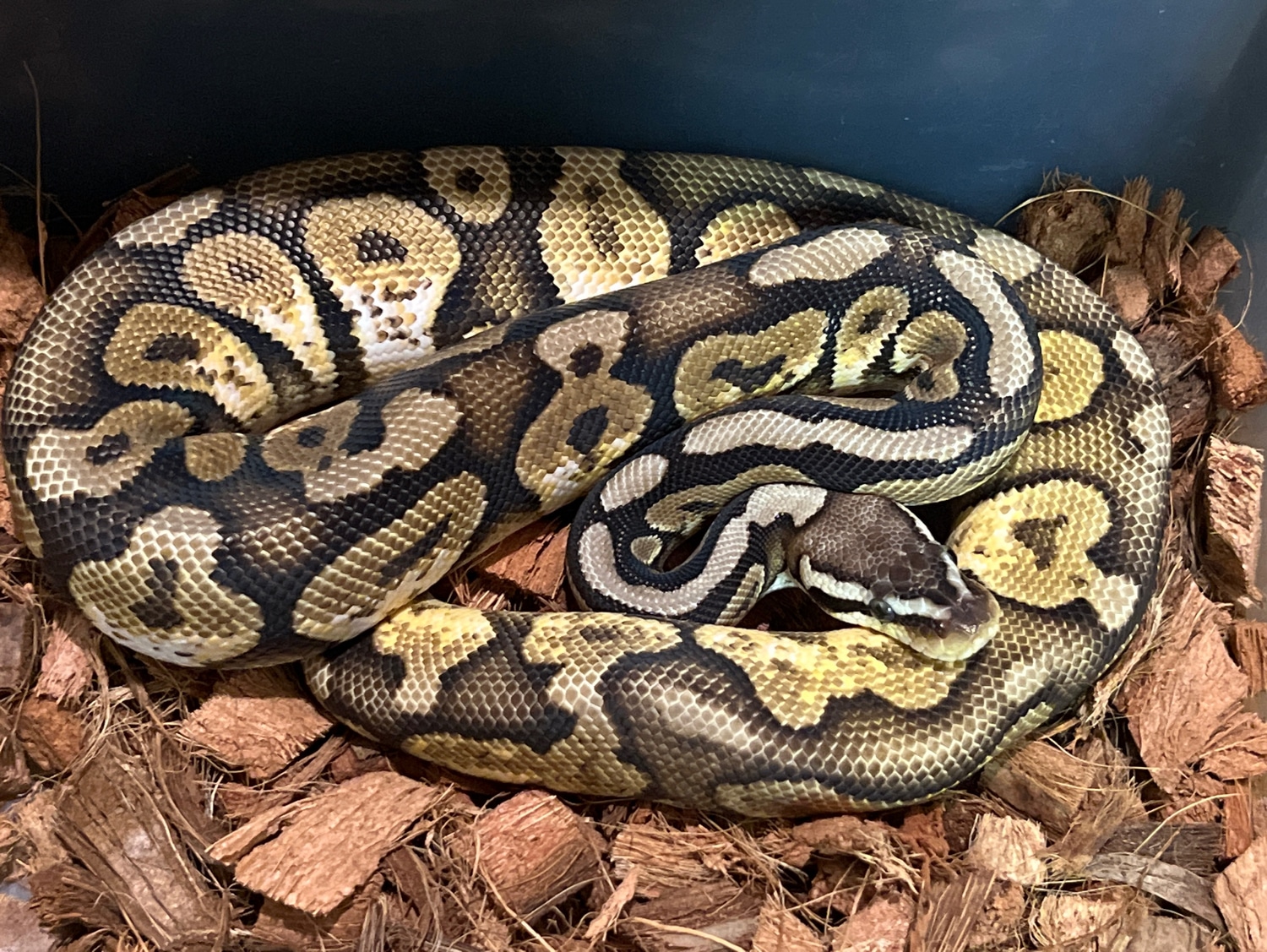 Pastel Sugar Ball Python by Zep’s pythons - MorphMarket