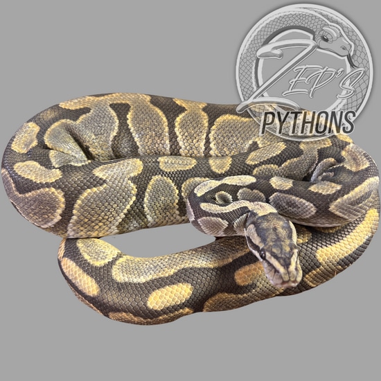 Orange Ghost Ball Python by Zep’s pythons