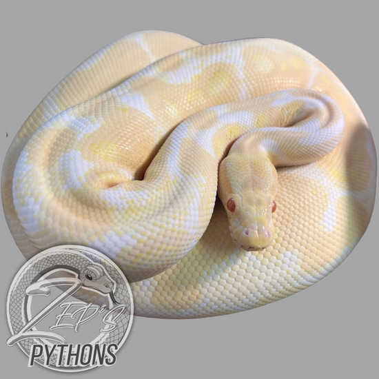 Albino Ball Python by Zep’s pythons