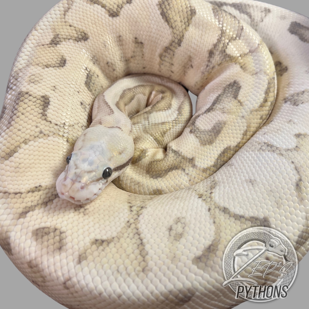 Vanilla Scream Ball Python by Zep’s pythons - MorphMarket