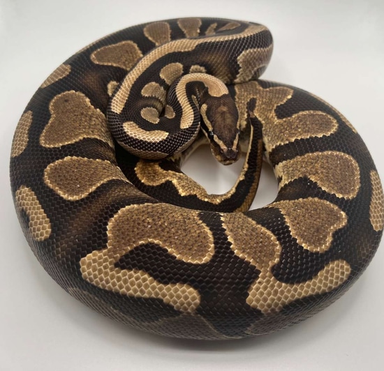 Yellow Belly Ball Python by Zep’s pythons