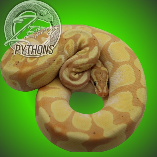 Pastel Banana Yellow Belly Male Ball Python by Zep’s pythons