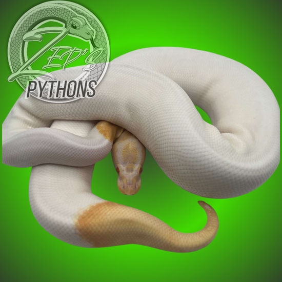 Albino Pied Ball Python by Zep’s pythons