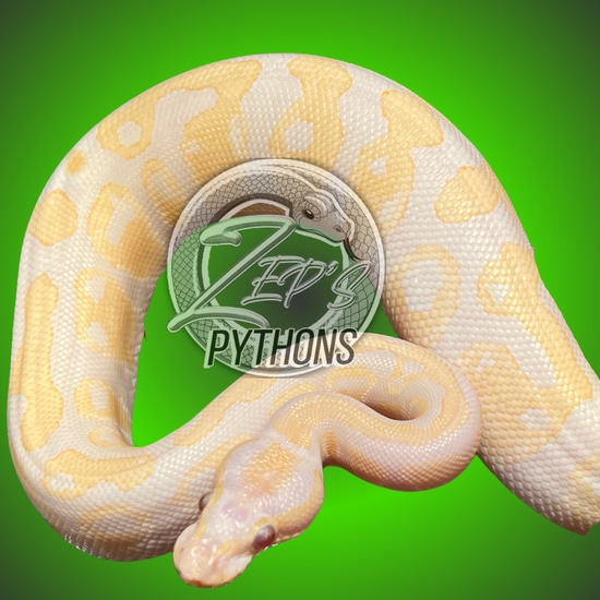 Lavender Albino Het Pied Ball Python by Zep’s pythons