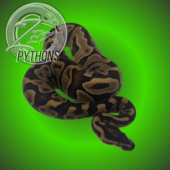 Leopard Enchi Het Clown Ball Python by Zep’s pythons