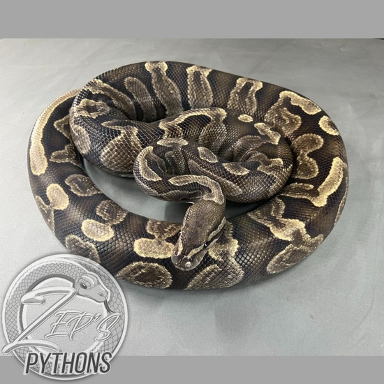 Cinnamon GHI Ball Python by Zep’s pythons