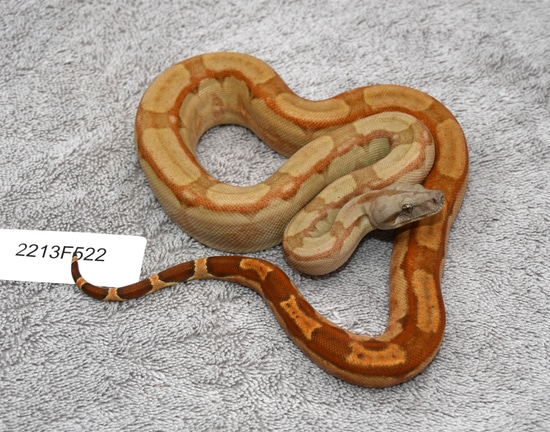 Chung Ku Key West CA T+; Het 50% Blood Boa Constrictor by Arabesque and ...