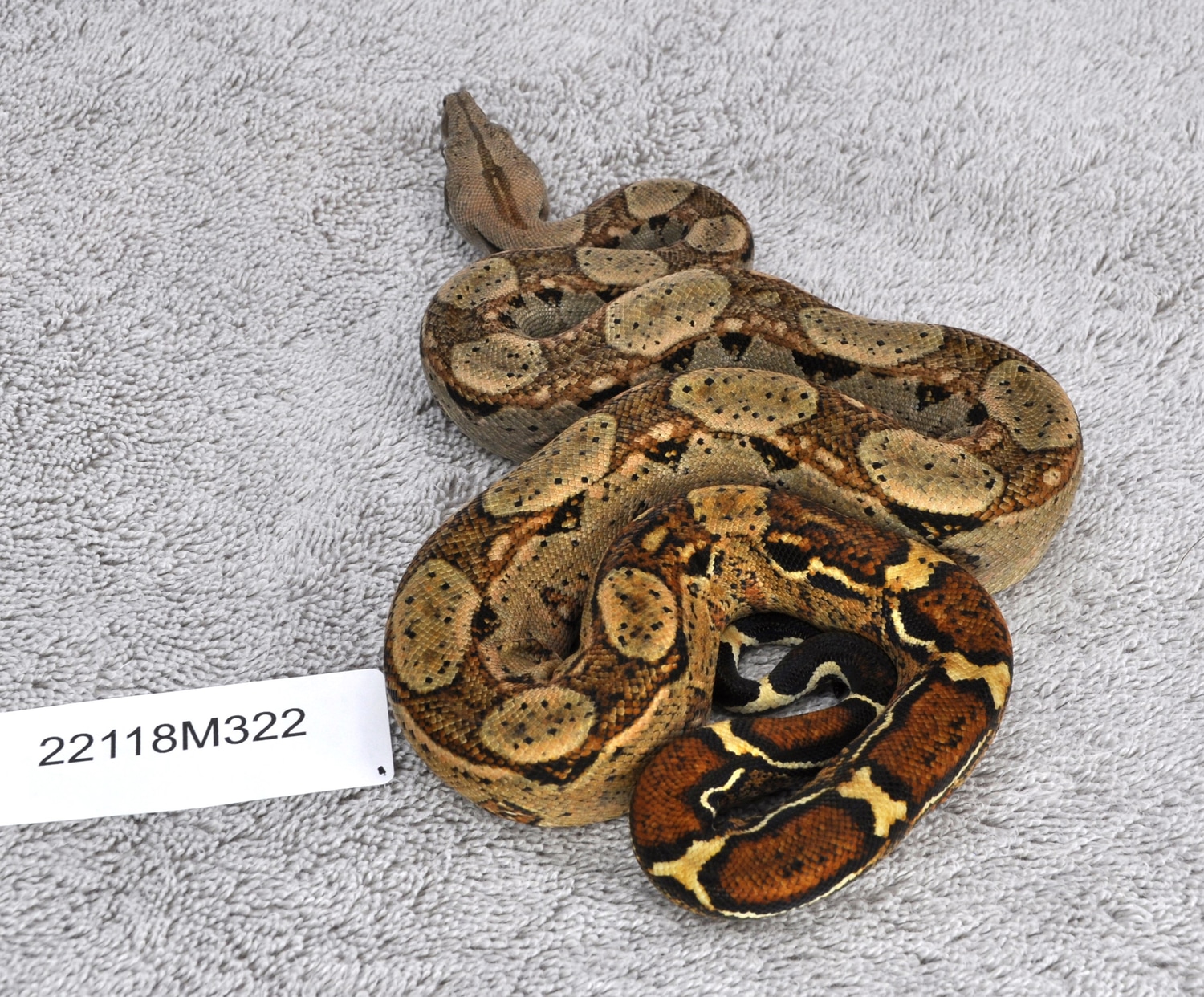 Nicaragua X Central American Het T+, 50% Het Blood Boa Constrictor by ...