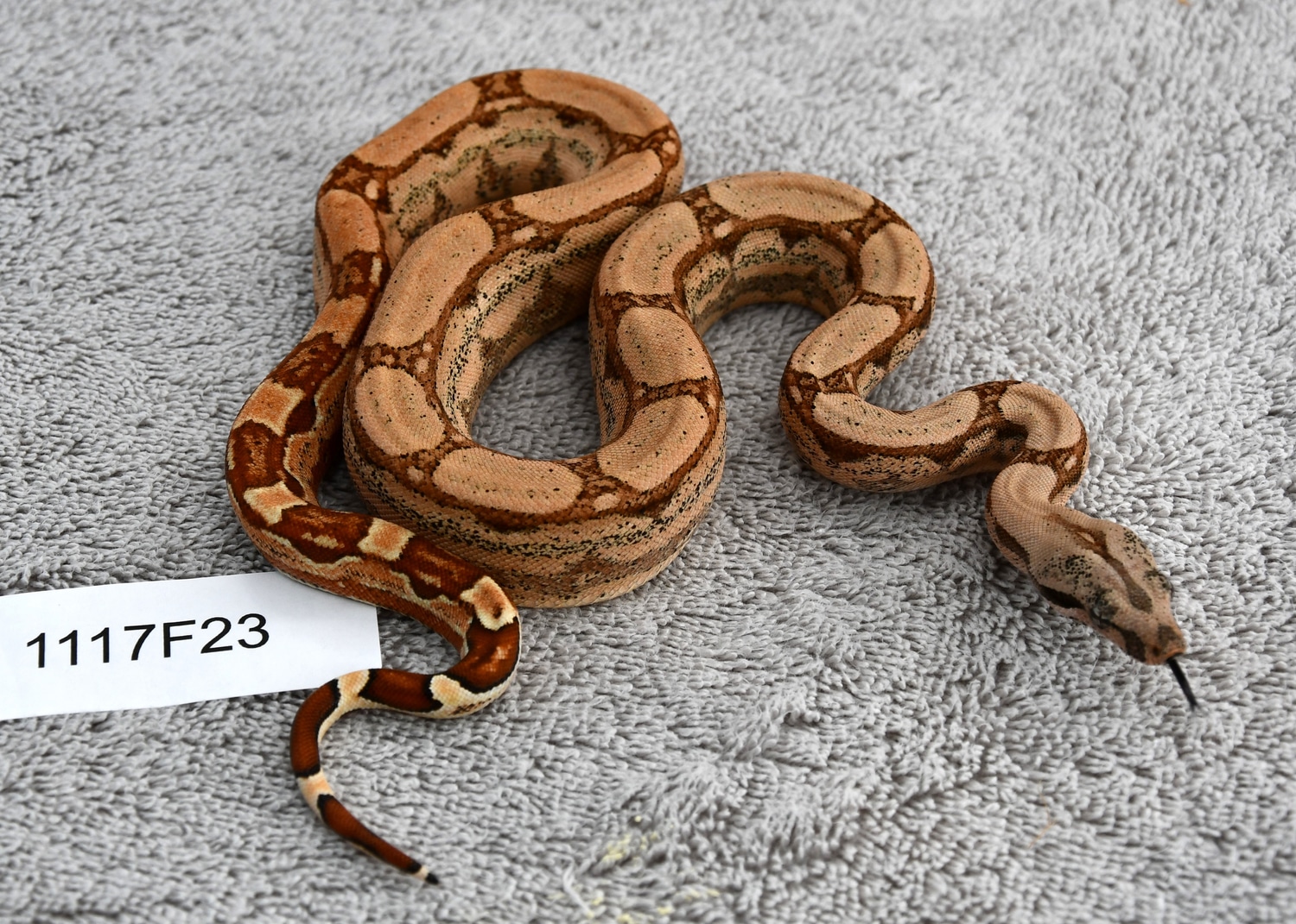 Hypo Arabesque Key West Het Kahl Kubsch/ Red Pastel Boa Constrictor by ...
