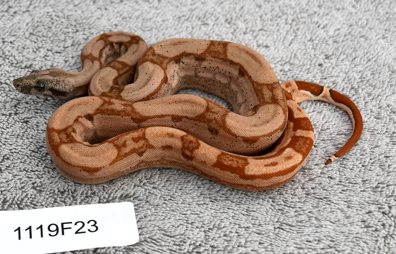 Hypo Arabesque Key West Het Kahl Kubsch/ Red Pastel Boa Constrictor by ...