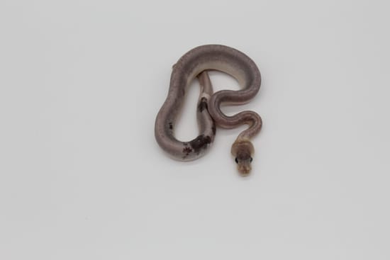 Super Pewter Ball Python by J&M Reptiles